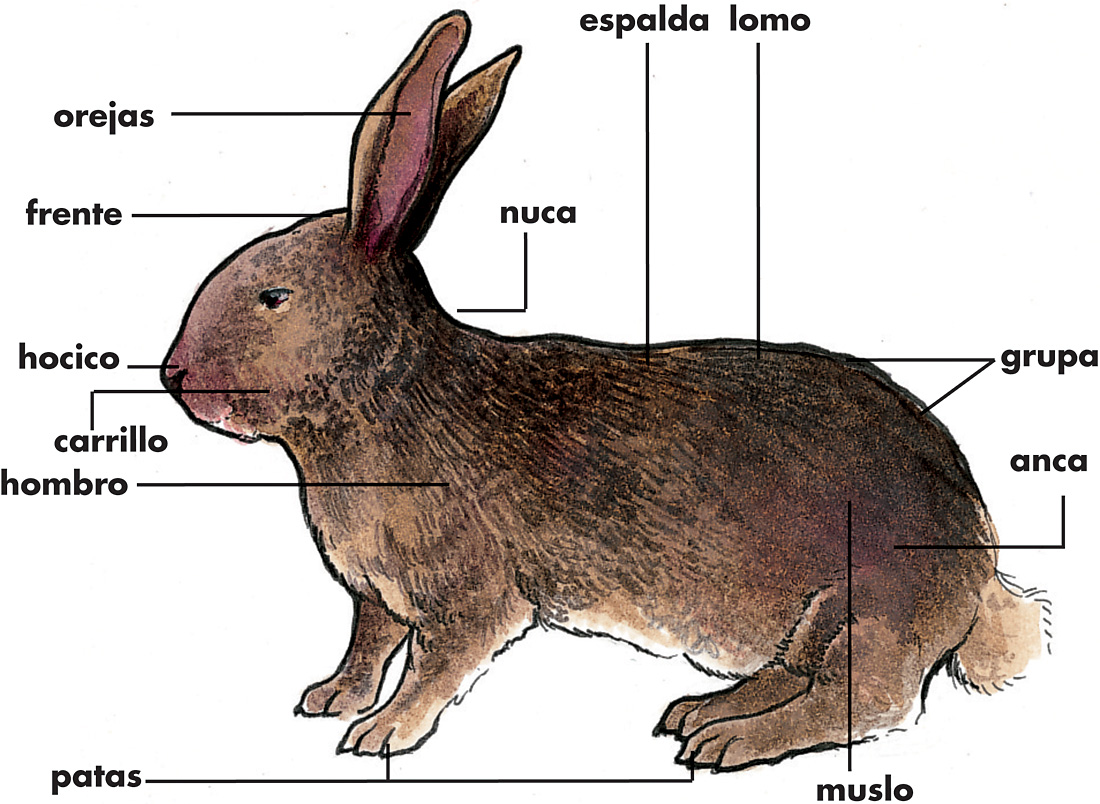 Anatomía Reproductiva Del Conejo Macho