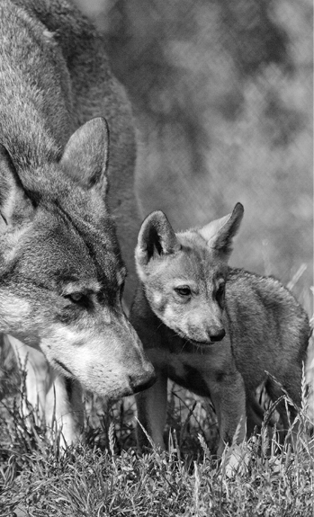 La_sabiduria_de_los_lobos-6