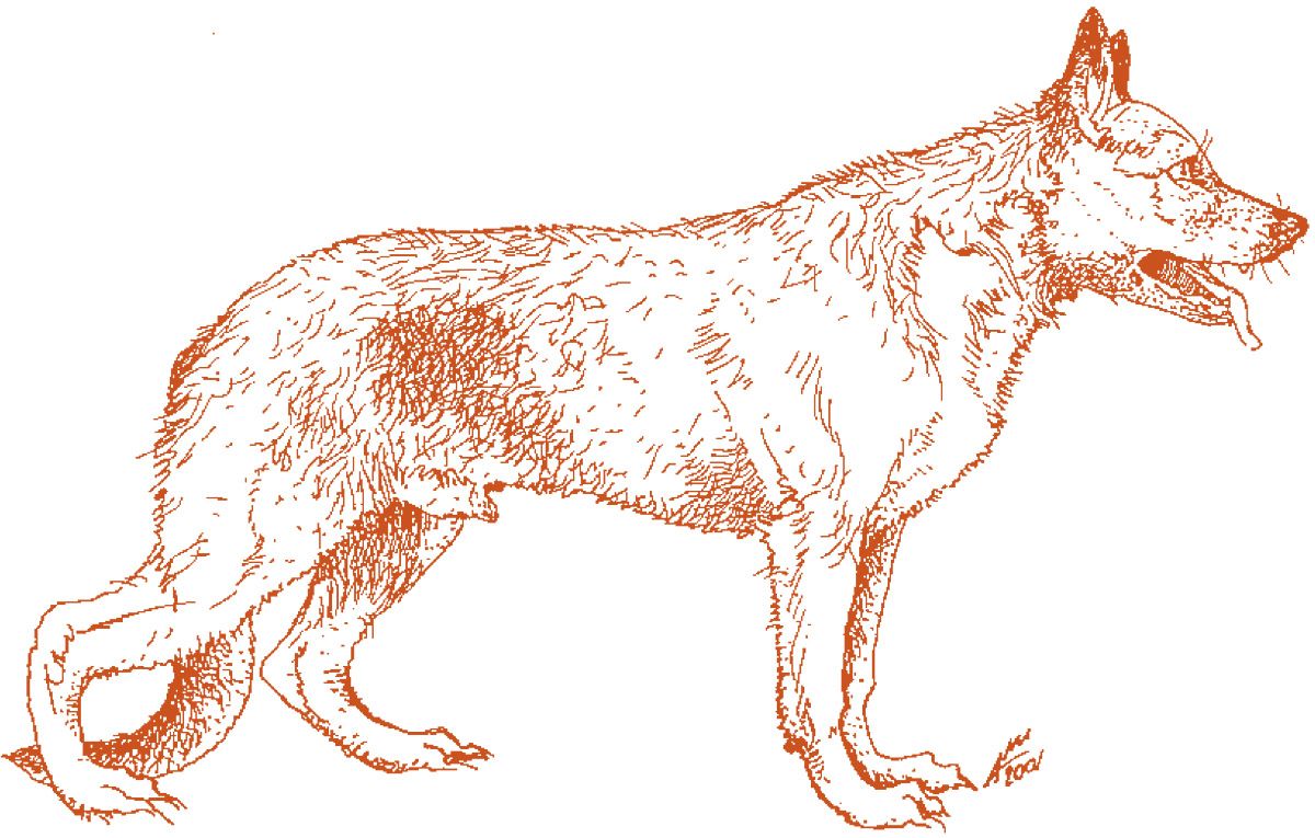 El lenguaje del perro