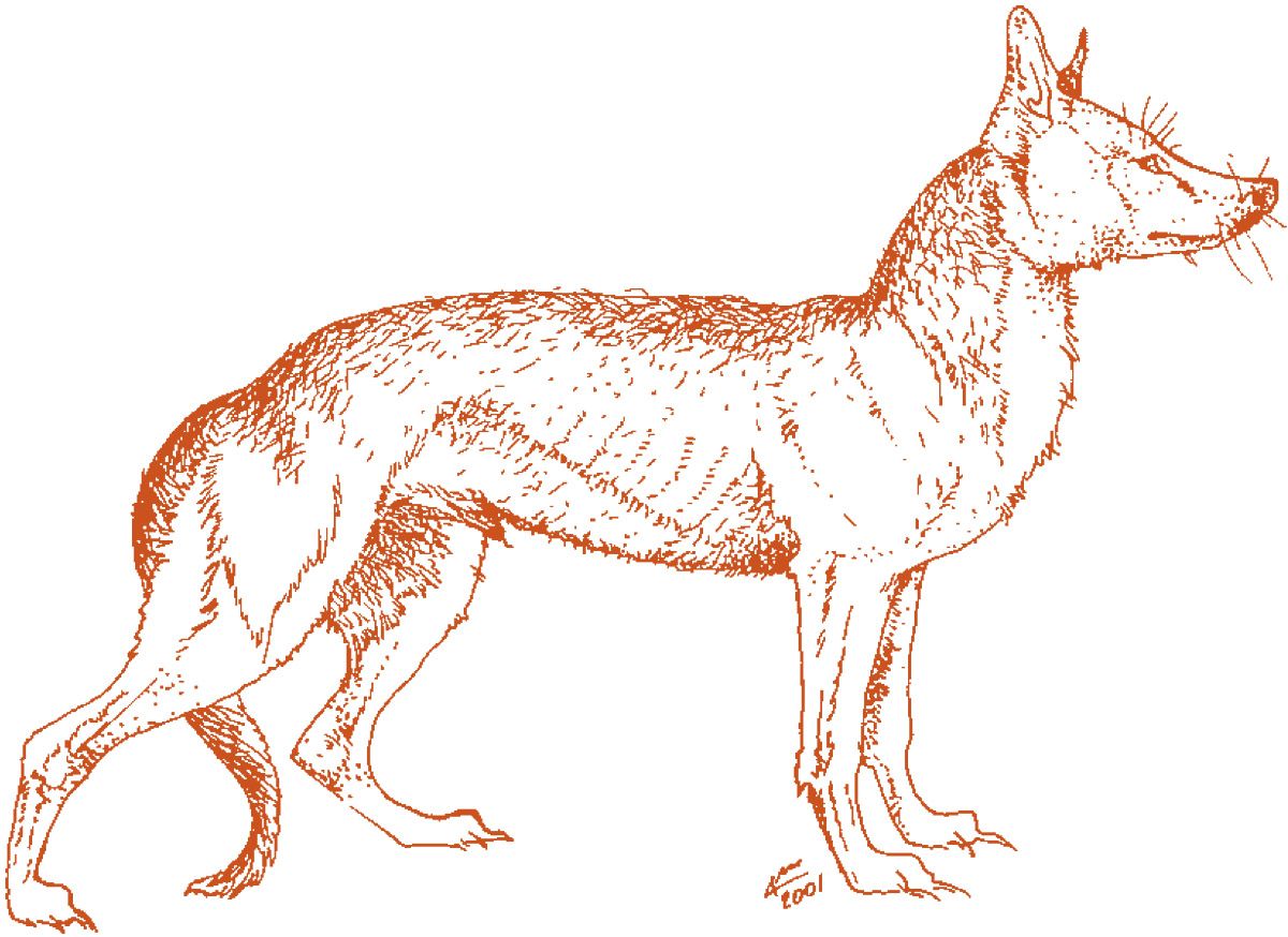 El lenguaje del perro