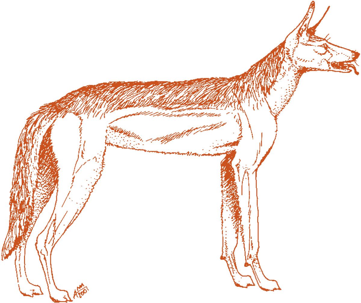 El lenguaje del perro