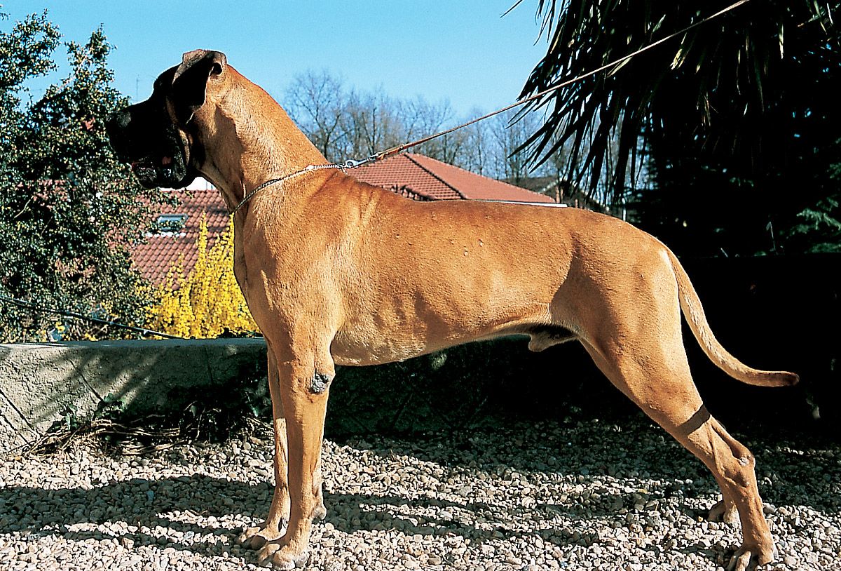 El lenguaje del perro