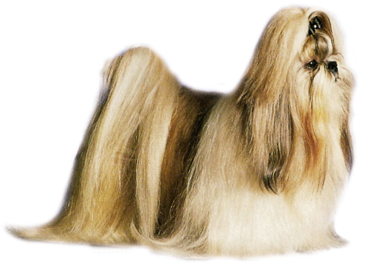 El lenguaje del perro