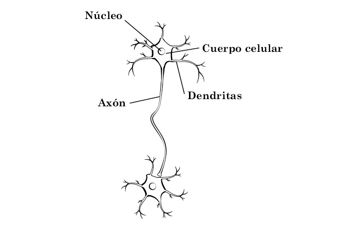 Para ver cómo, sigámosle el rastro a un recuerdo concreto de nuestro ...