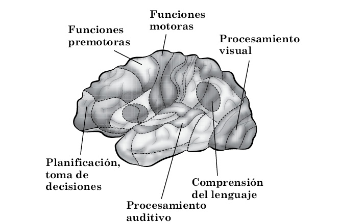 Hasta el punto en que es posible localizar un recuerdo en el cerebro ...
